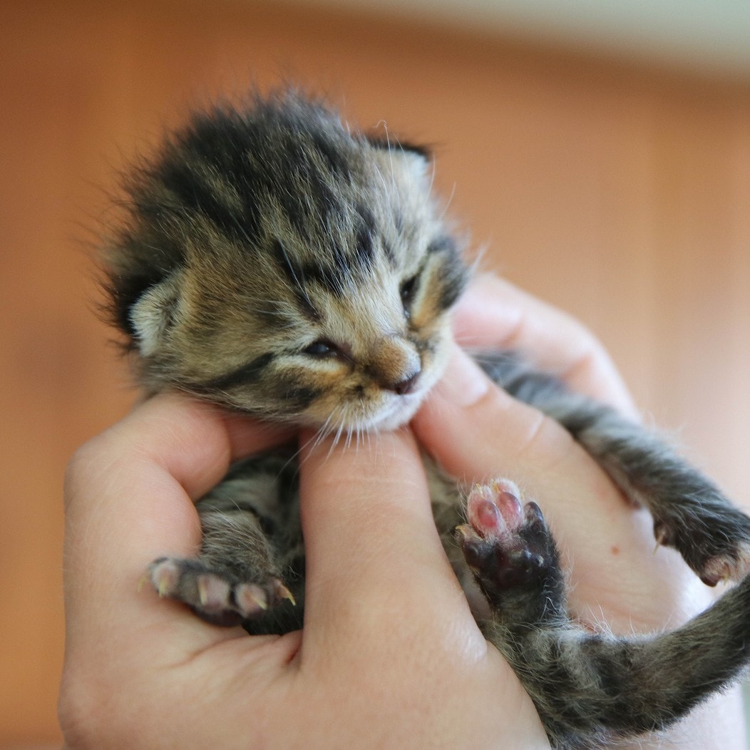 Simply Cats & Sunshine Cleaning, A Community Service Story